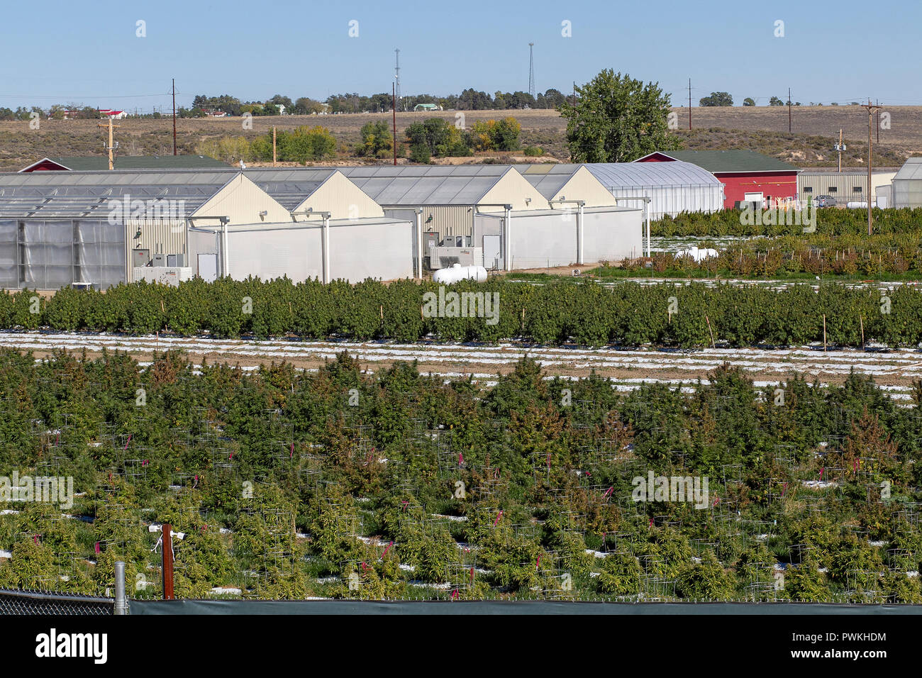 Marijuana farm hi-res stock photography and images - Alamy