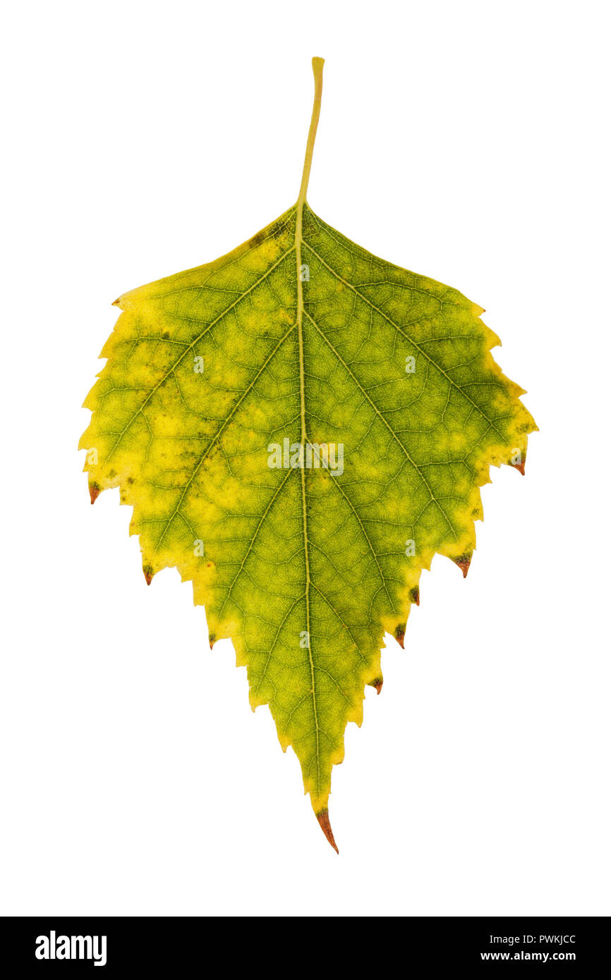 Birch leaf isolated hi-res stock photography and images - Alamy
