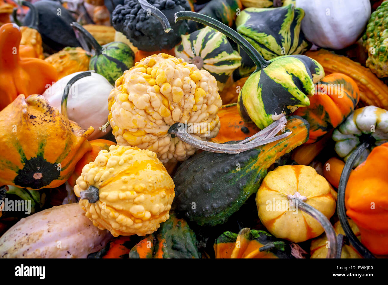 Pumpkin and squash background Stock Photo - Alamy