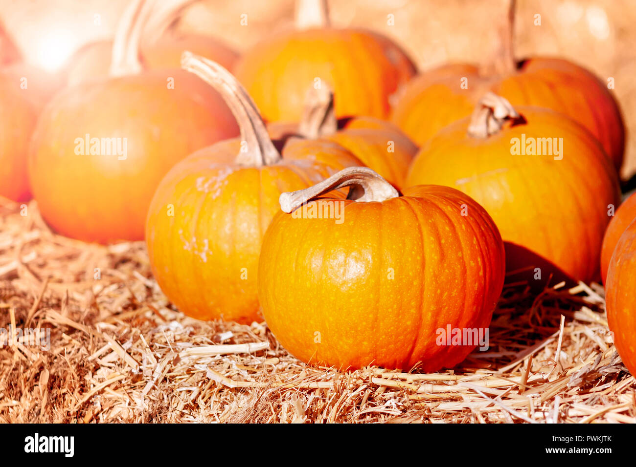 Pumpkin patch background Stock Photo - Alamy