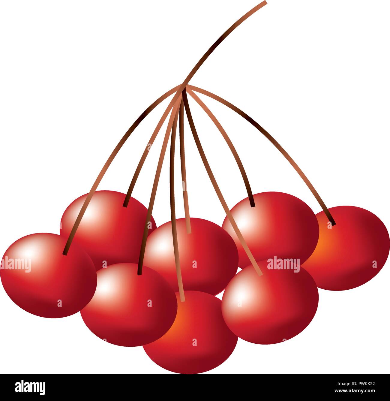 bunch cherries fruit on white background vector illustration Stock ...