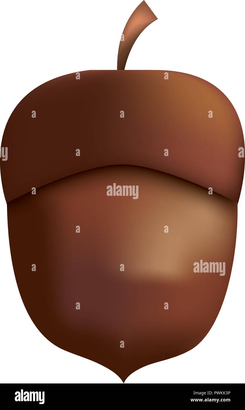 acorn nut on white background vector illustration Stock Vector Image ...