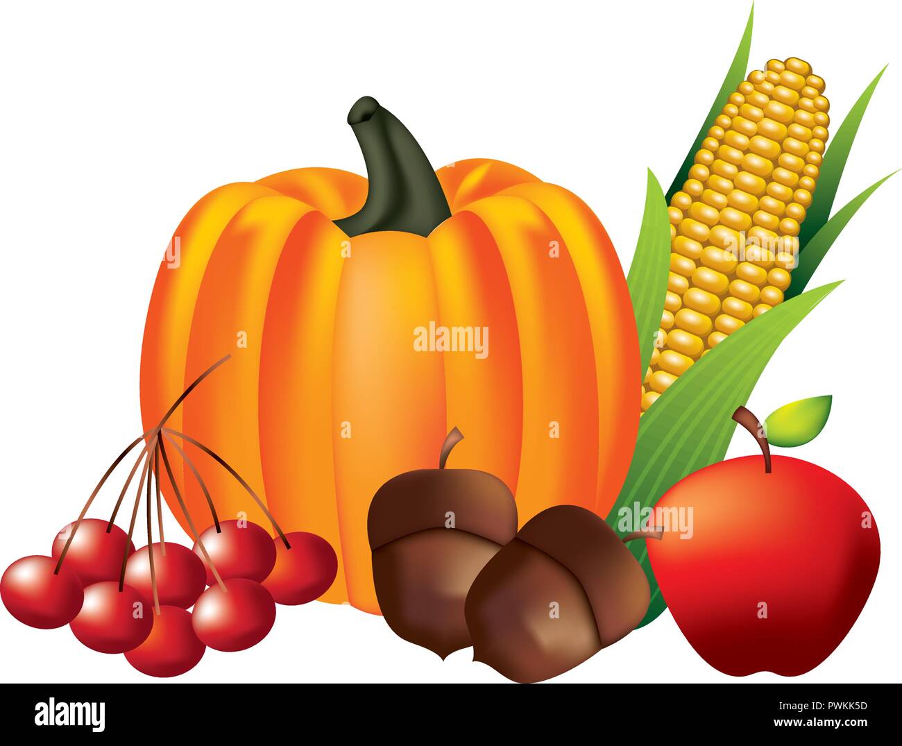 pumpkin acorn apple cherries and corn vector illustration Stock Vector ...