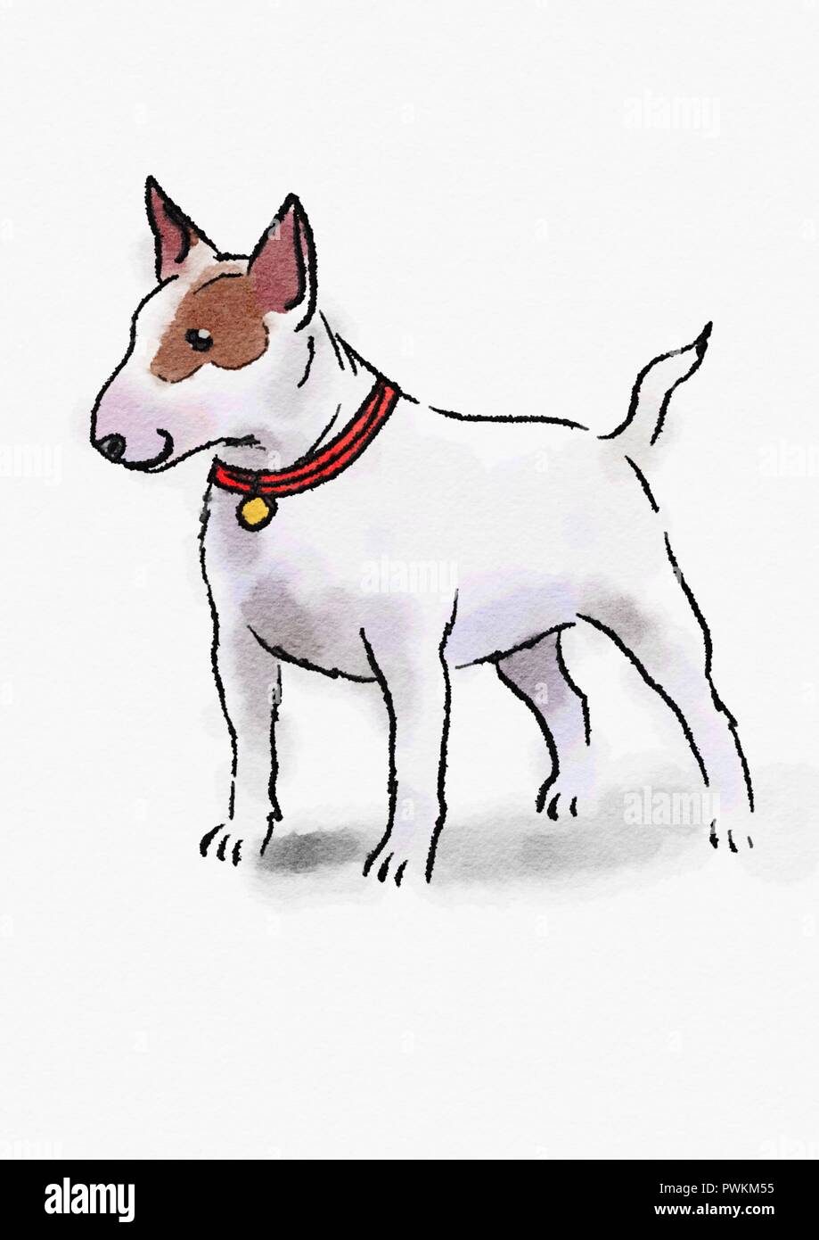 Adorable american pit bull Cut Out Stock Images & Pictures - Alamy