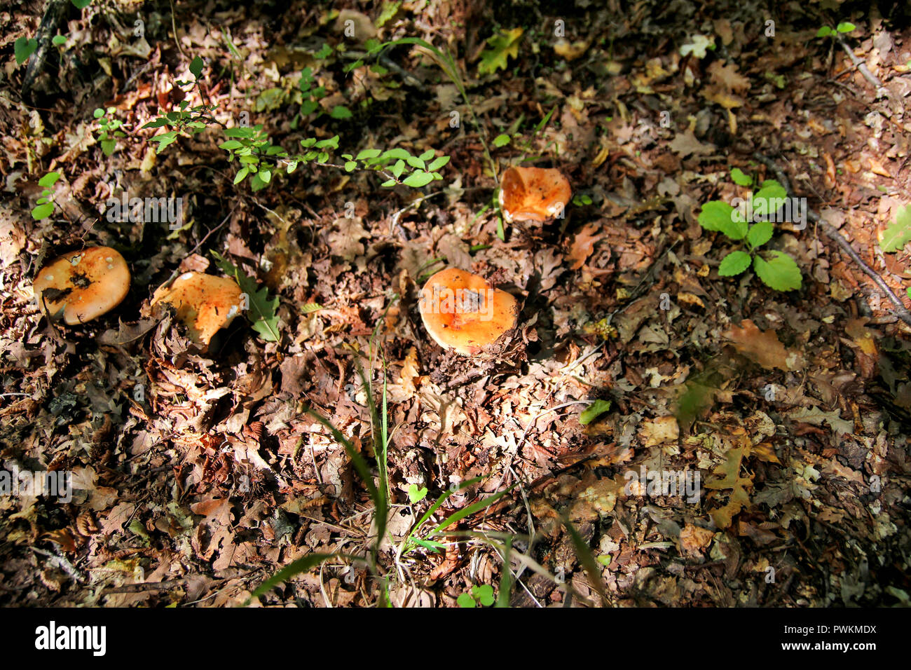 Picking mushrooms. Mushroom picking in a forest during the autumn in ...