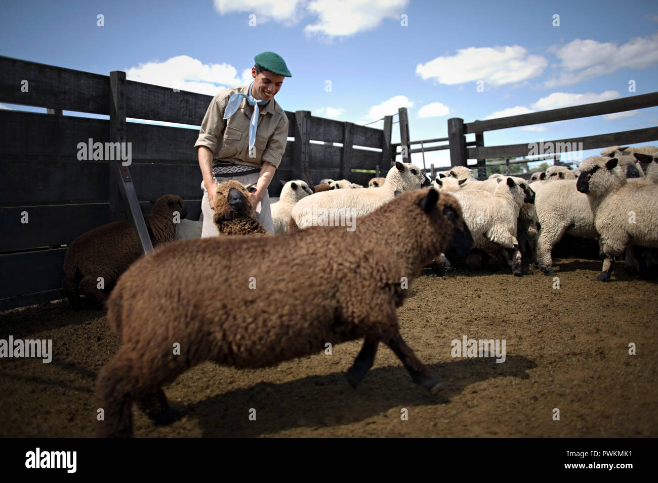 Mens sheep hi-res stock photography and images - Alamy