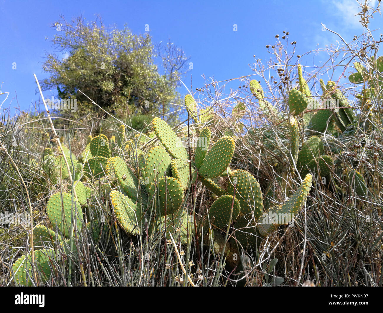 Mediteranian fruit hi-res stock photography and images - Alamy