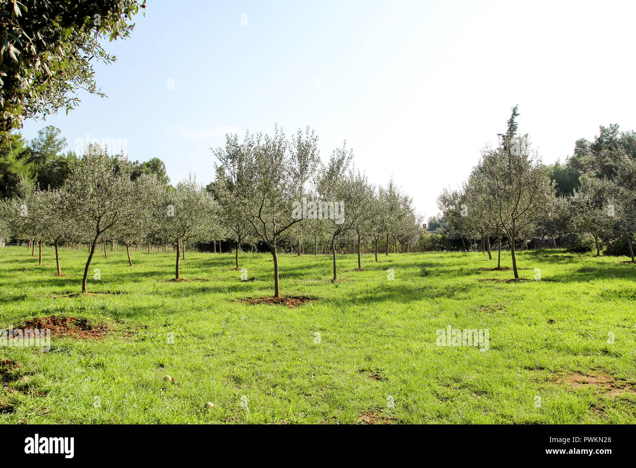 Olive grove. Concept of olives, tradition. Olive growing. View of an ...