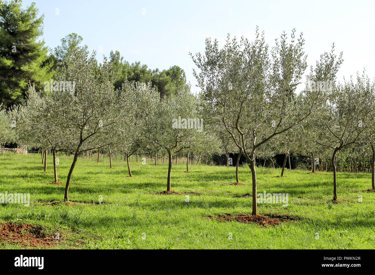 Olive grove. Concept of olives, tradition. Olive growing. View of an ...