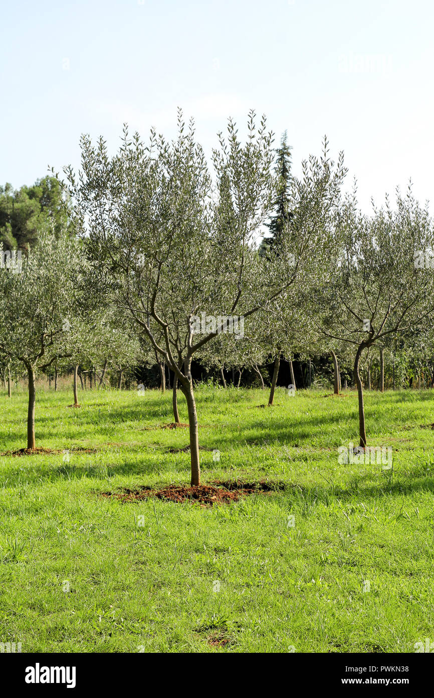 Olive grove. Concept of olives, tradition. Olive growing. View of an ...