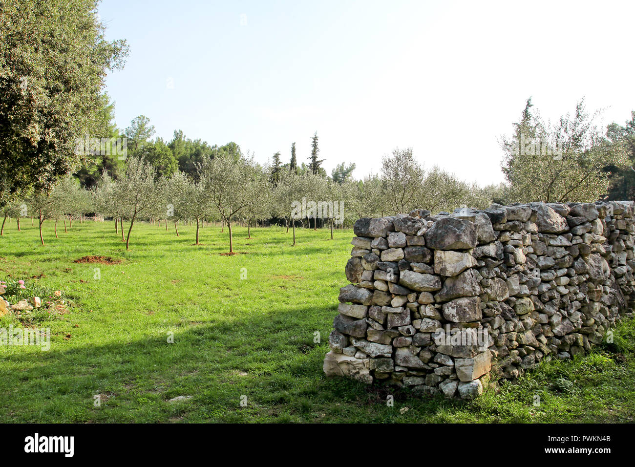 Olive wood fence hi-res stock photography and images - Alamy