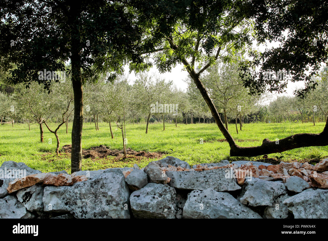 Olive grove with stone fence. Concept of olives. Olive growing. View of ...
