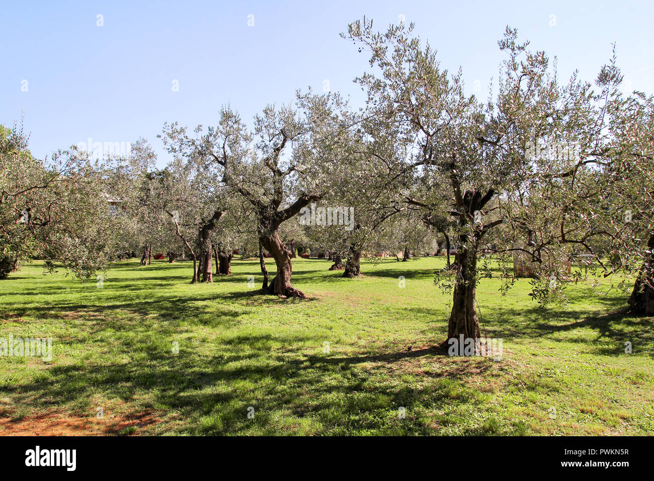 Olive grove. Concept of olives, tradition. Olive growing. View of an ...