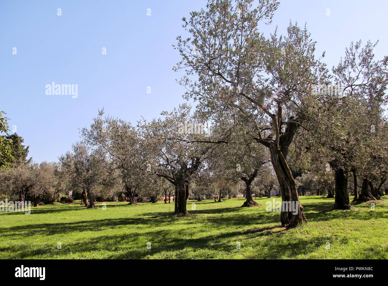 Olive grove. Concept of olives, tradition. Olive growing. View of an ...