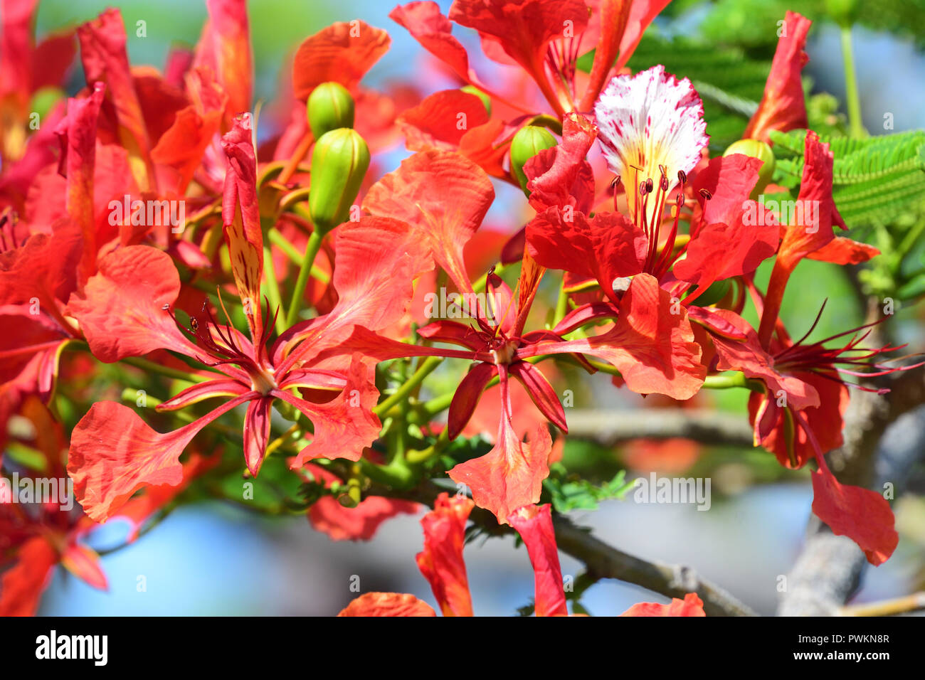 Close up of red flowers on a flame tree Stock Photo - Alamy