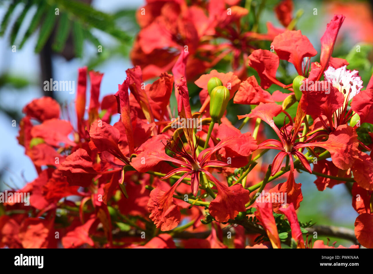 Close up of red flowers on a flame tree Stock Photo - Alamy