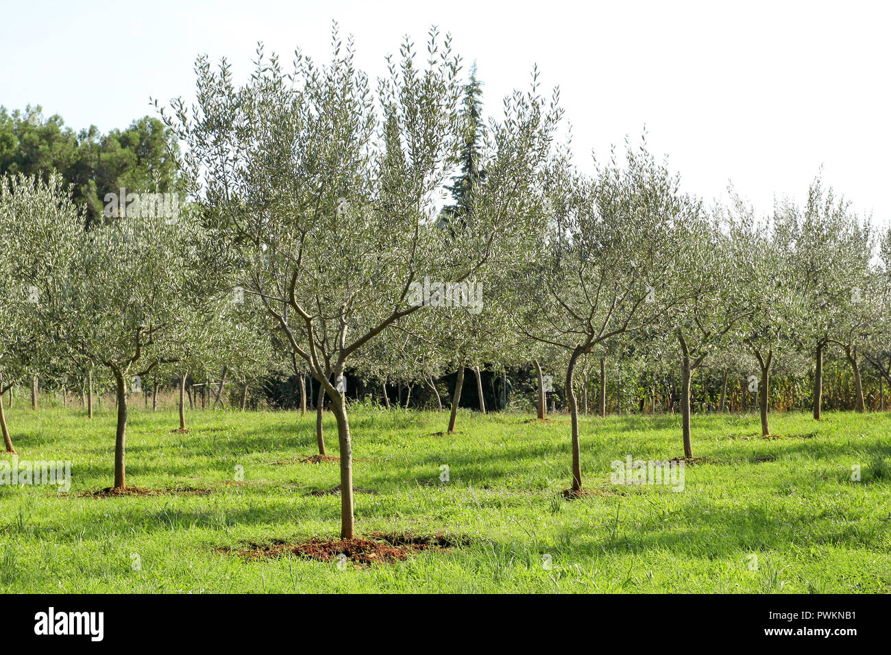 Olive grove. Concept of olives, tradition. Olive growing. View of an ...