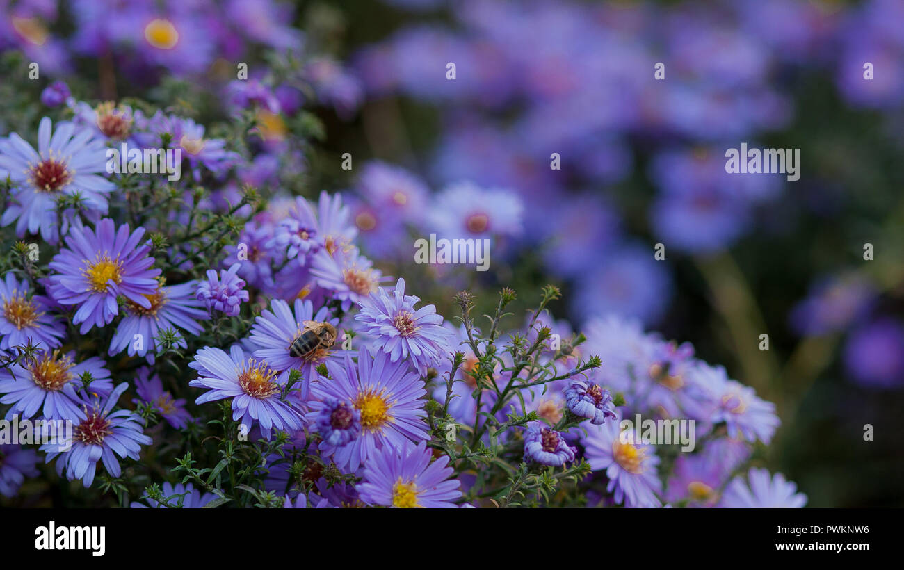 Small purple daisies - Erigeron. Garden flowers natural summer ...