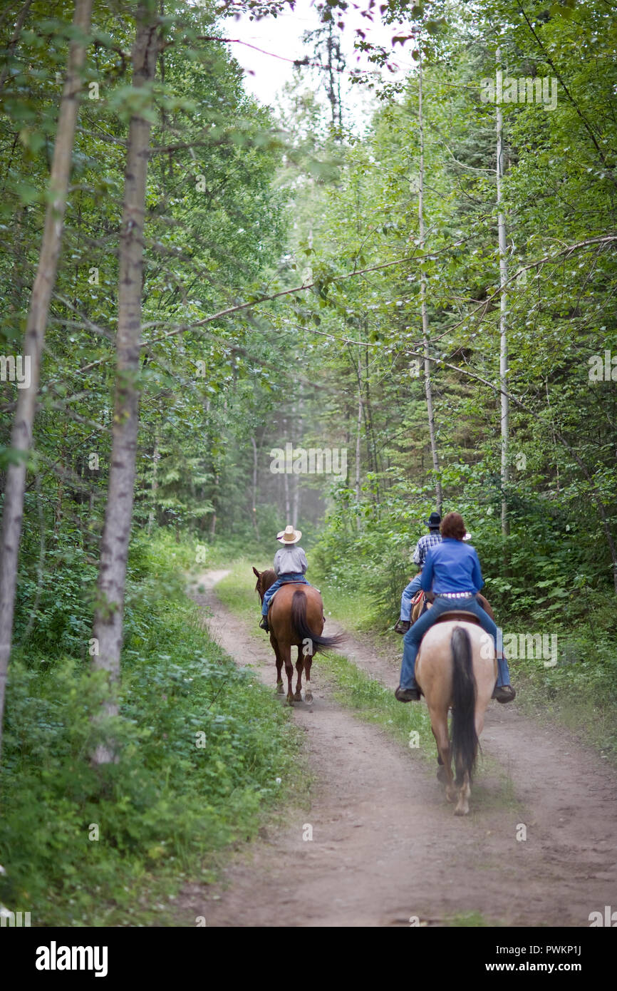 People riding horses along forest path Stock Photo - Alamy