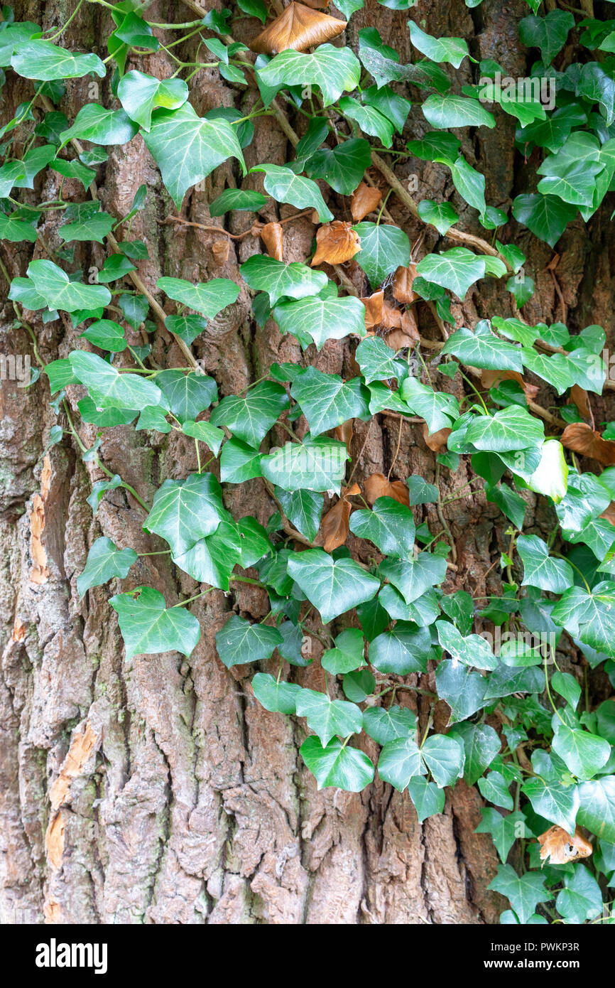 Ivy growing on rough tree bark Stock Photo - Alamy