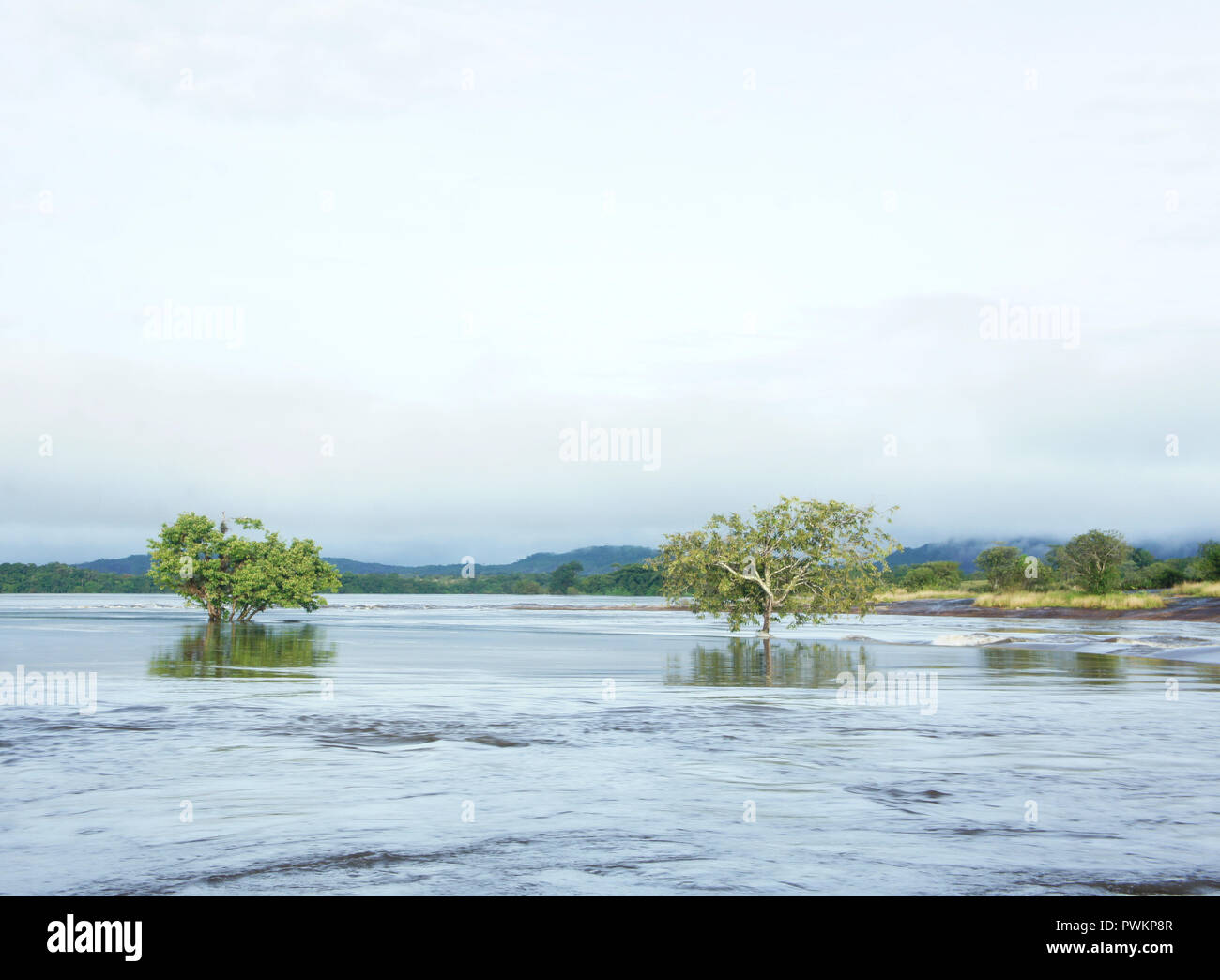 Amazon rainforest tree in flow hi-res stock photography and images - Alamy