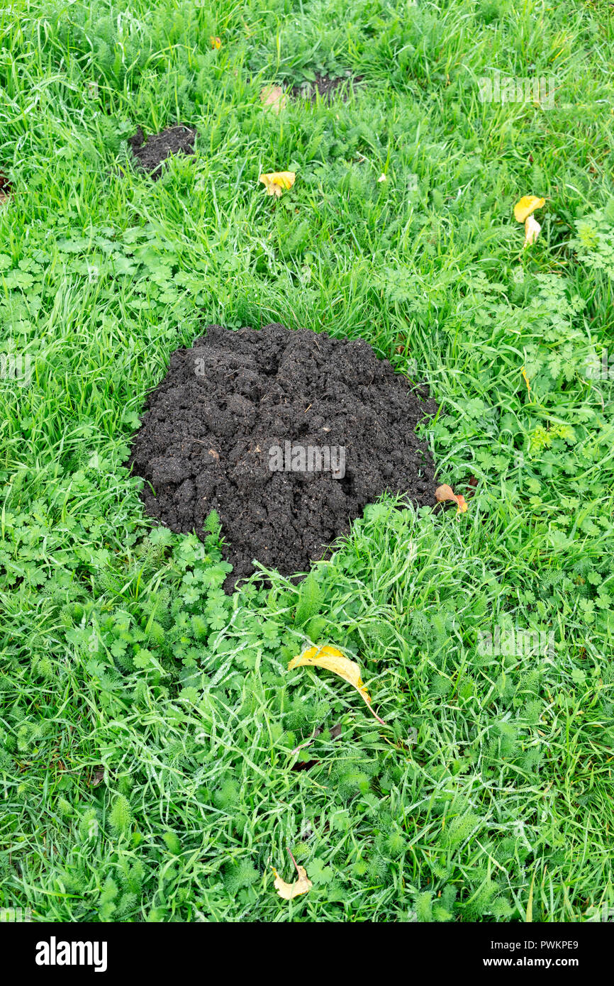 Earth grass lump hi-res stock photography and images - Alamy