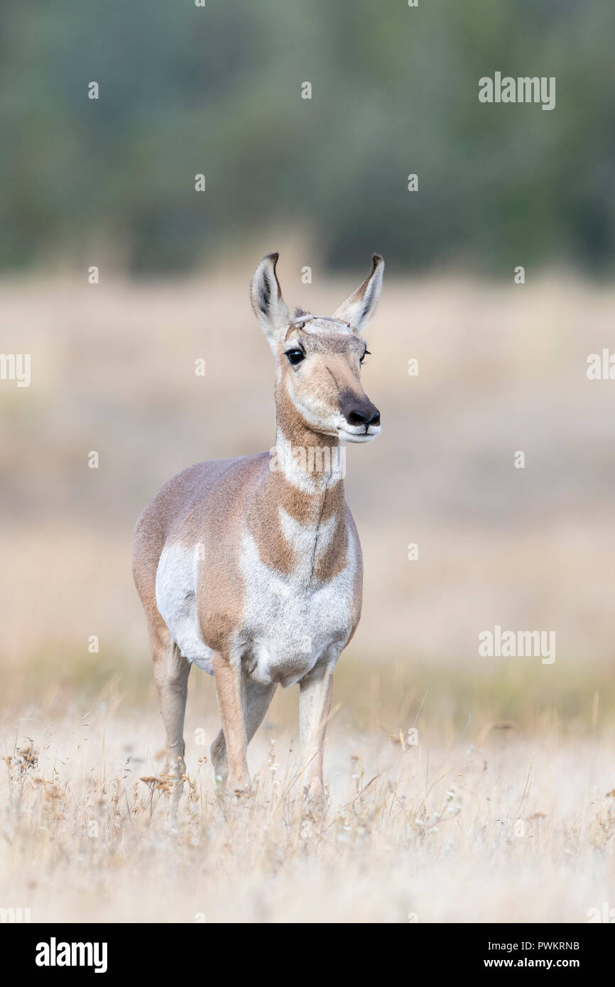 Pronghorn doe hi-res stock photography and images - Alamy