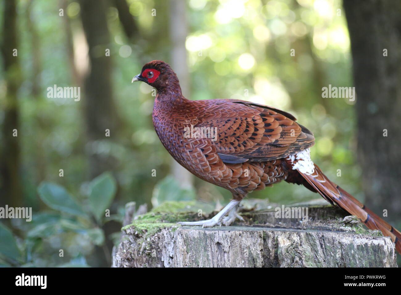 Copper Pheasant (Syrmaticus soemmerringii ijimae) male in South Kyushu ...