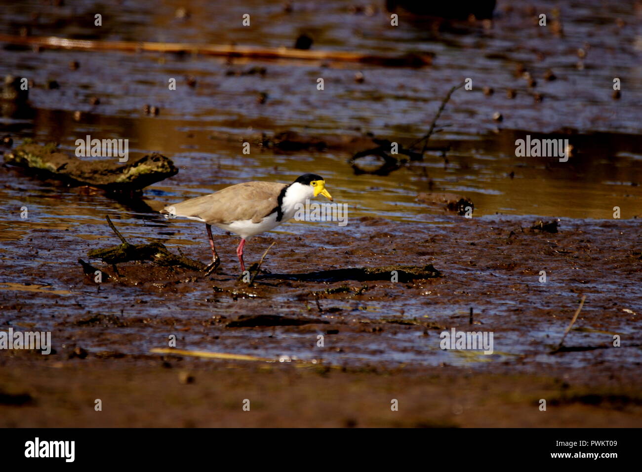 Spur wing plover Stock Photo - Alamy