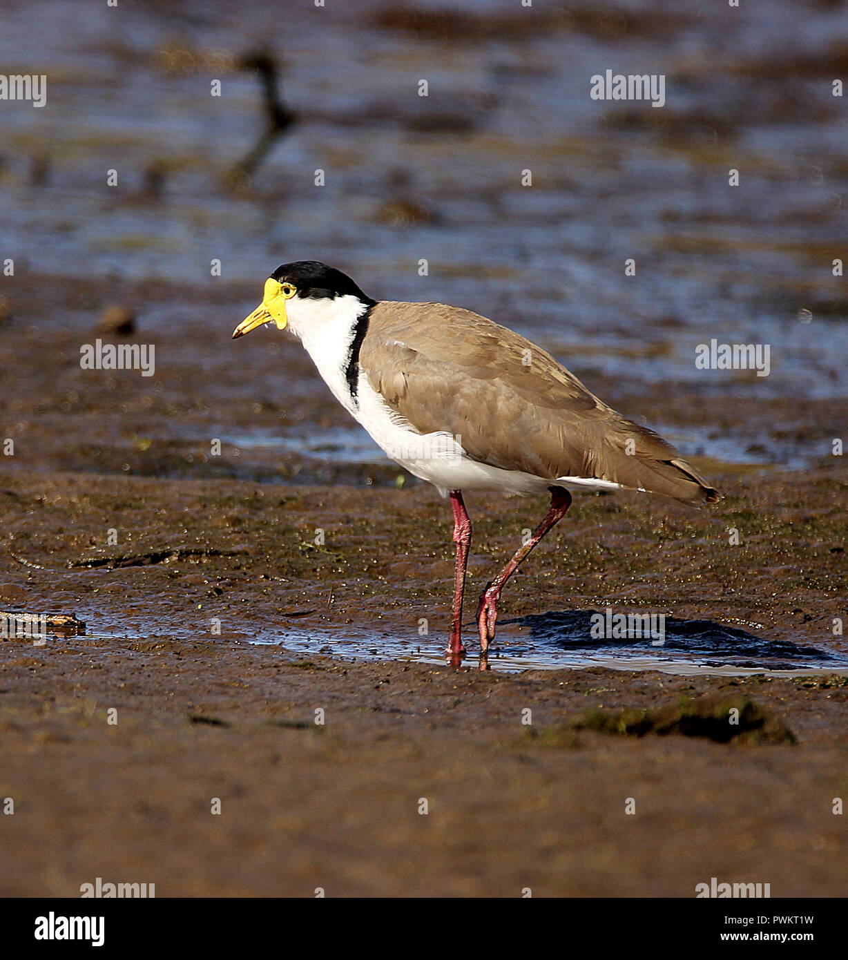 Spur wing hi-res stock photography and images - Alamy