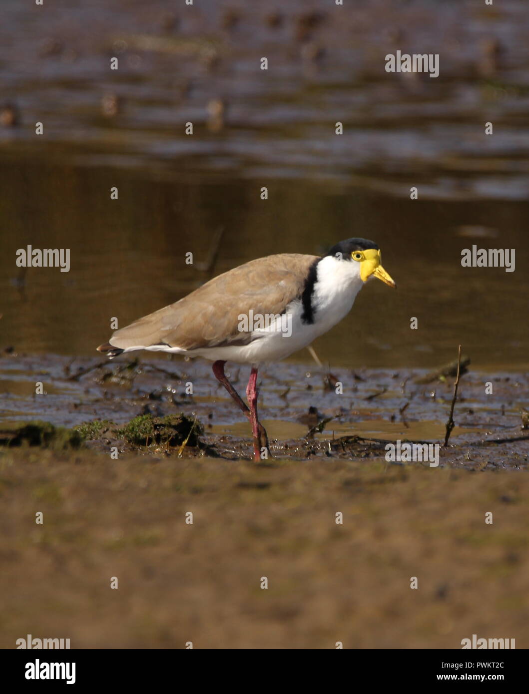 Spur wing plover Stock Photo - Alamy