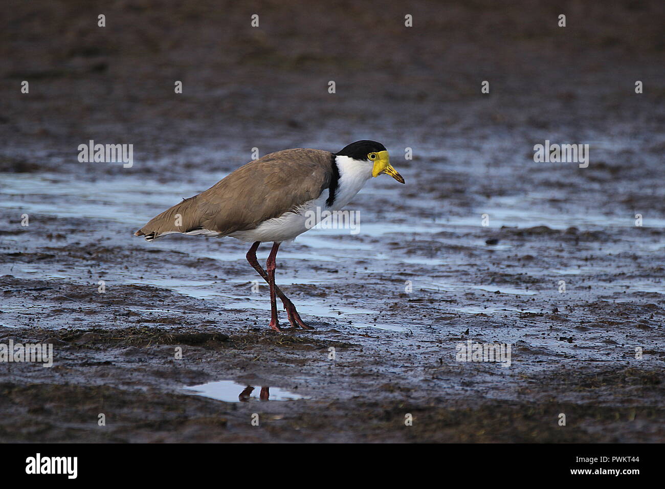 Spur wing plover Stock Photo - Alamy