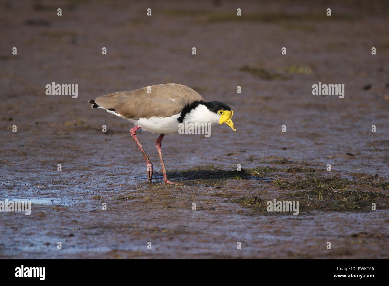 Spur wing plover hi-res stock photography and images - Alamy
