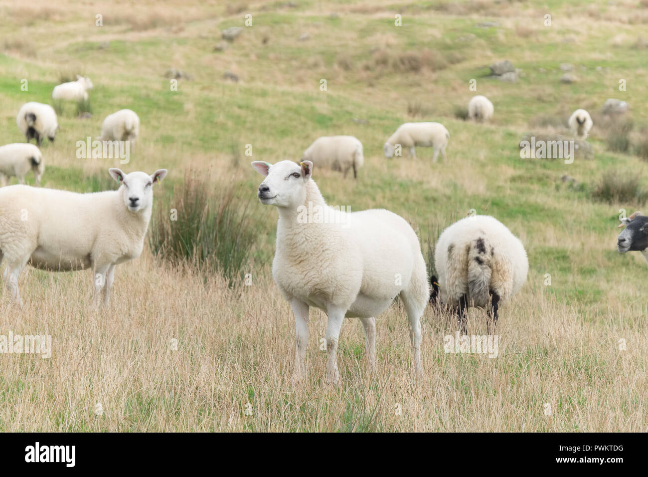 Flock of Sheep in Fair head trail, Northern Ireland, United Kingdom ...