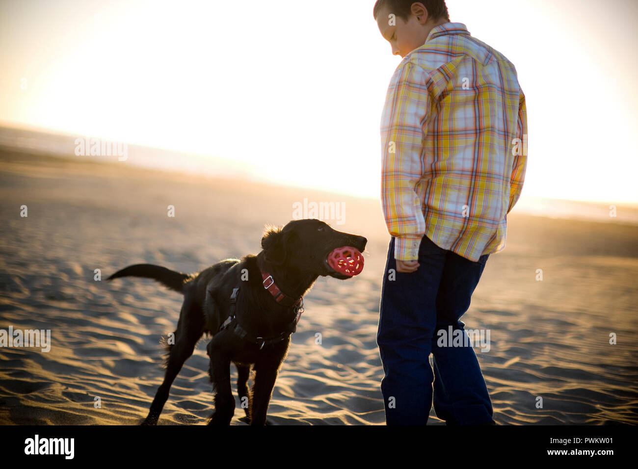 Dog bringing a ball back hi-res stock photography and images - Alamy