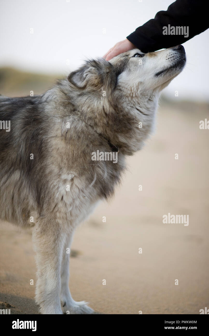 Person petting husky dog hi-res stock photography and images - Alamy