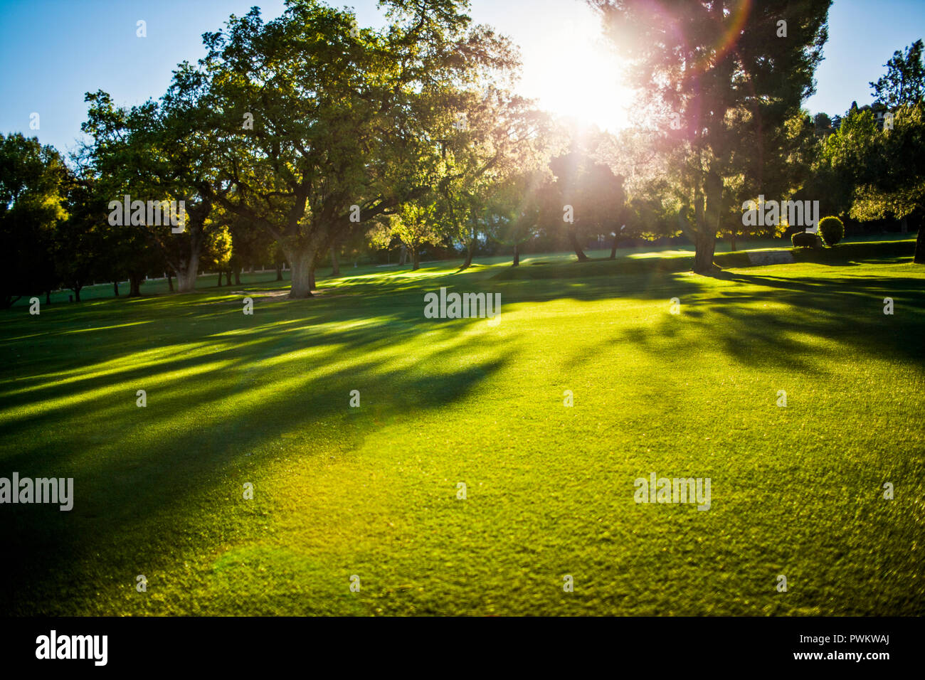 Green grass and trees on a golf course Stock Photo - Alamy