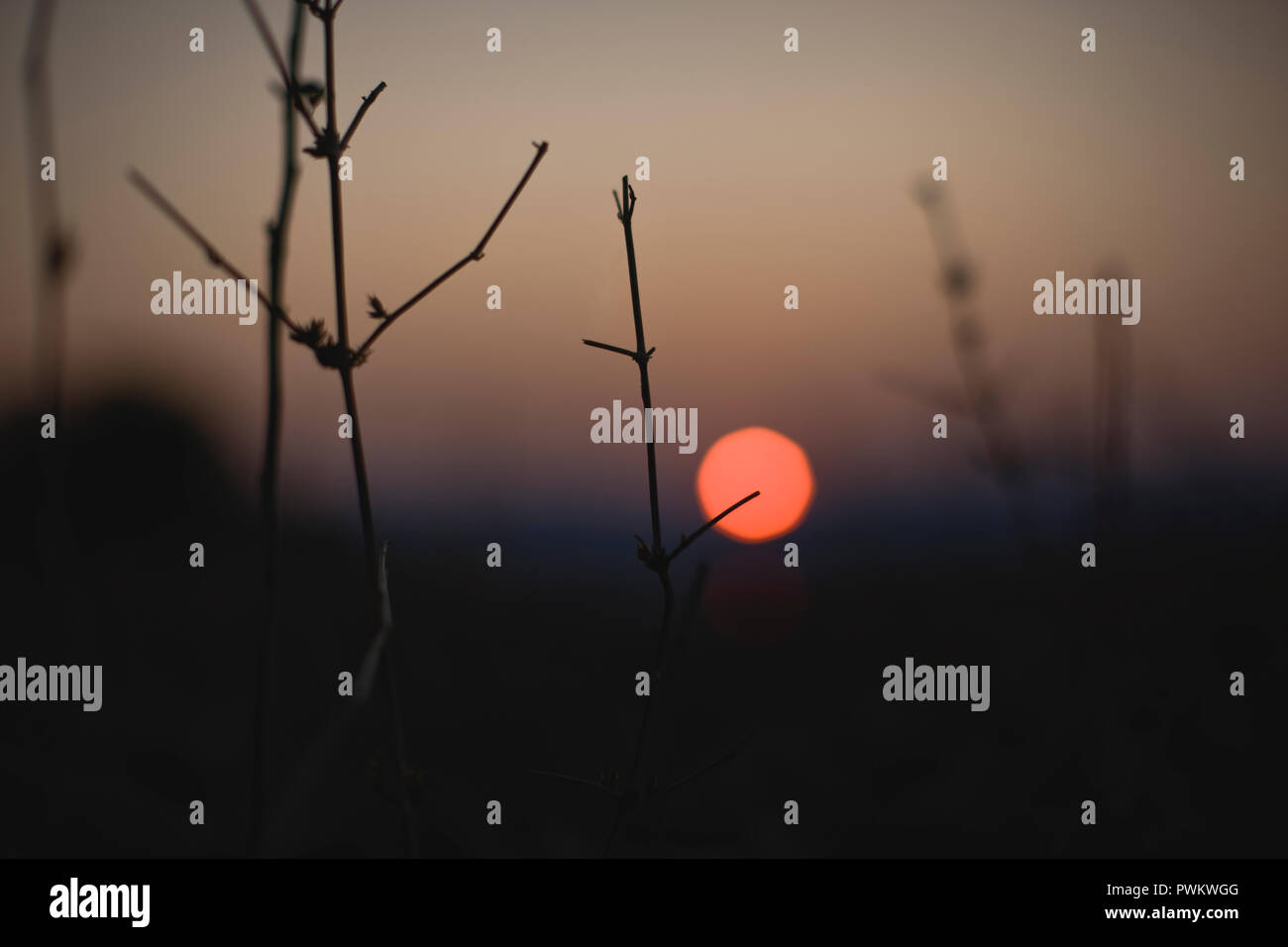 Vegetation plant plants color image images photograph photography ...