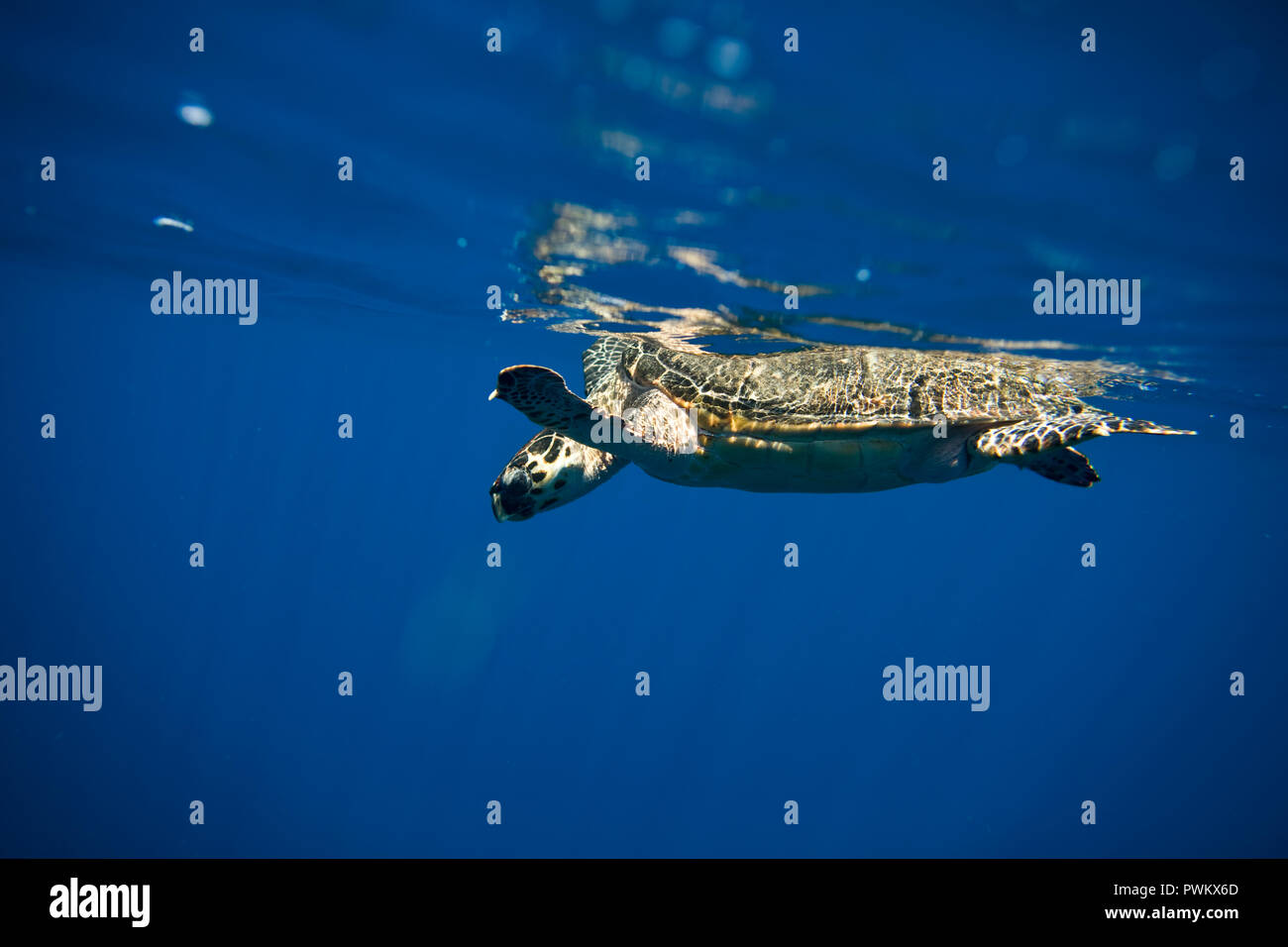 A lone turtle swimming on the surface of a vibrant blue sea Stock Photo ...