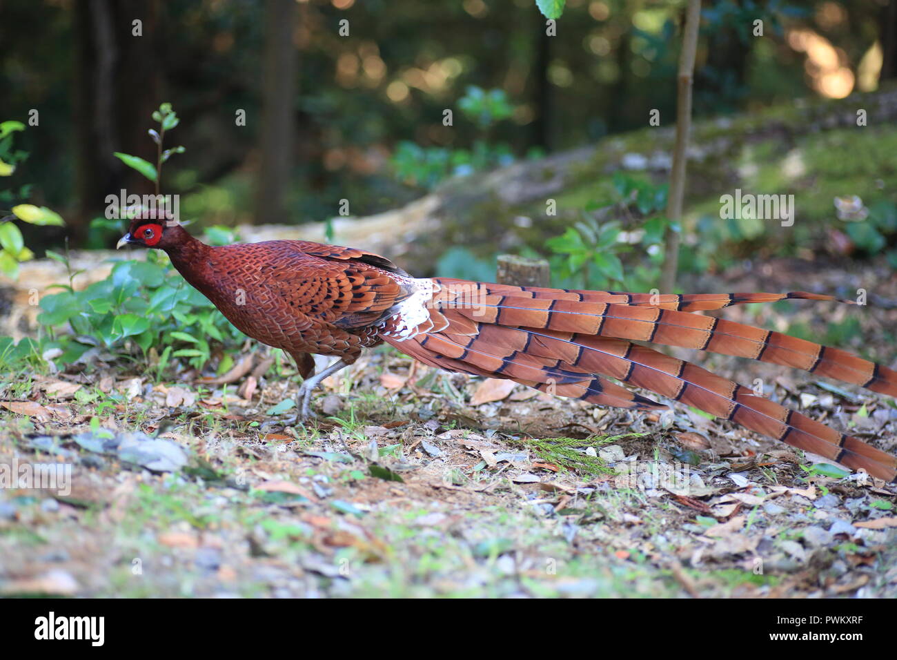 Copper Pheasant (Syrmaticus soemmerringii ijimae) male in South Kyushu ...