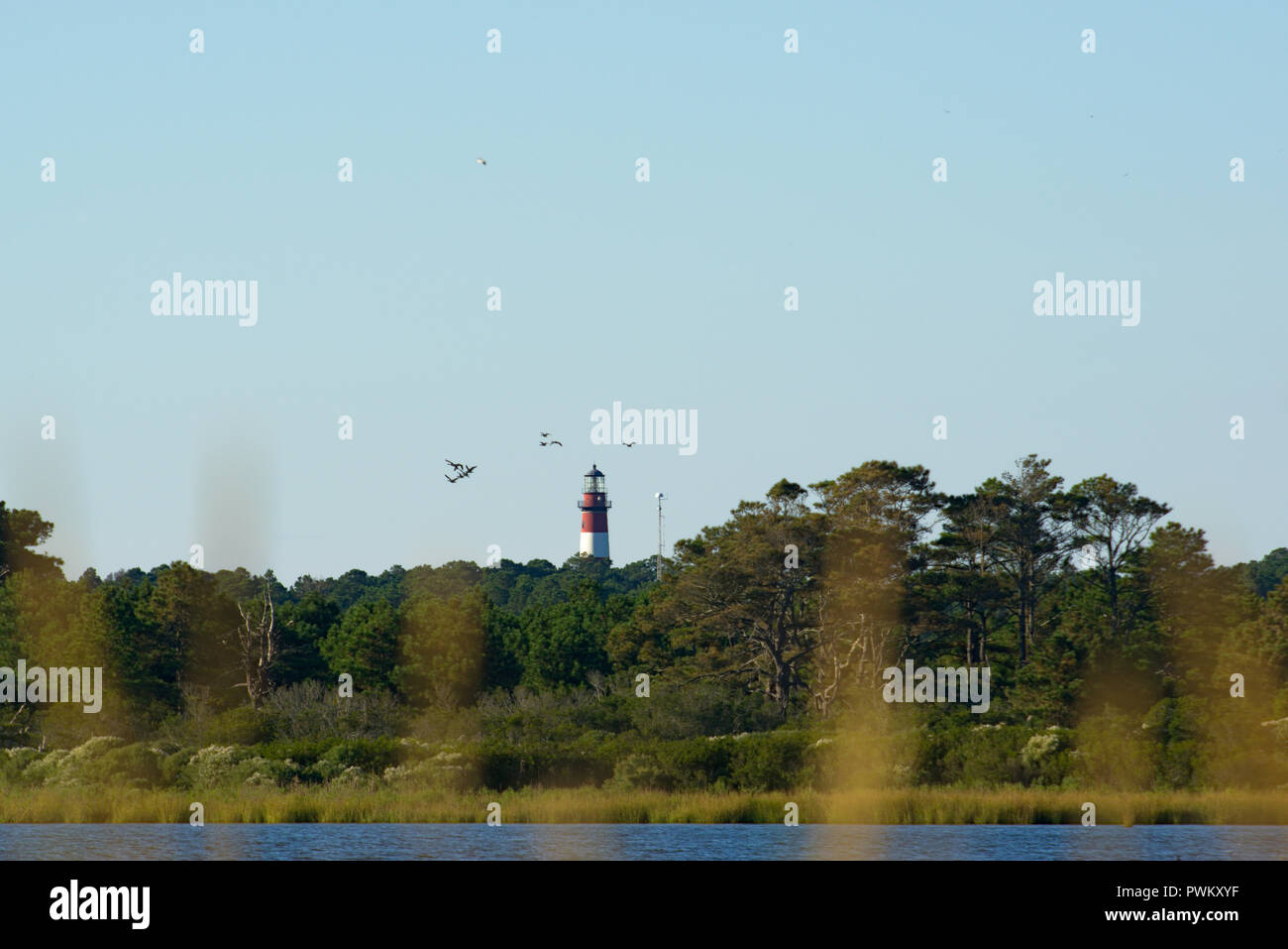 Landscape picture with lighthouse in background and bird in blue sky ...