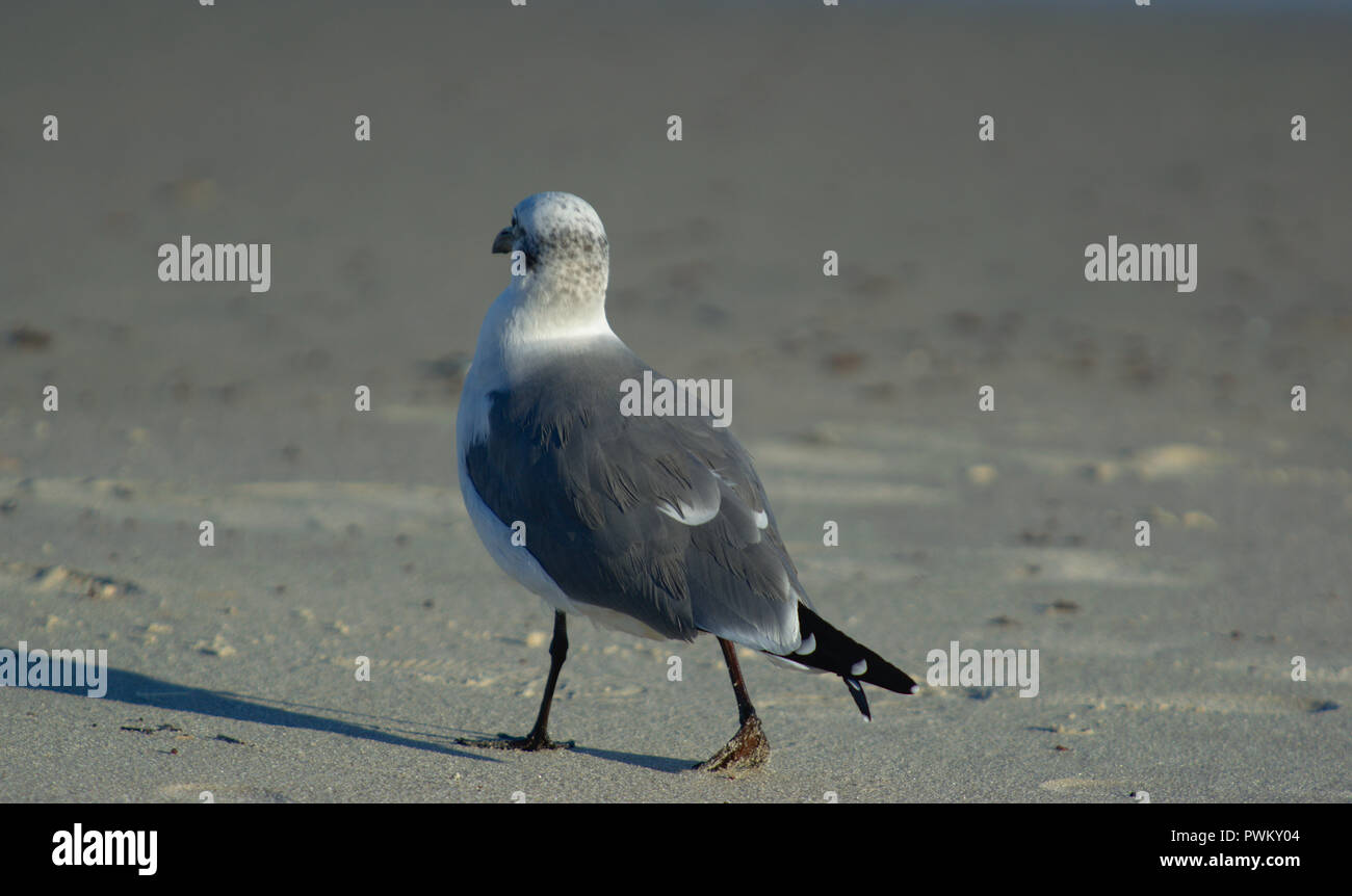 Single seagull walking on beach shore casting shadow Stock Photo - Alamy