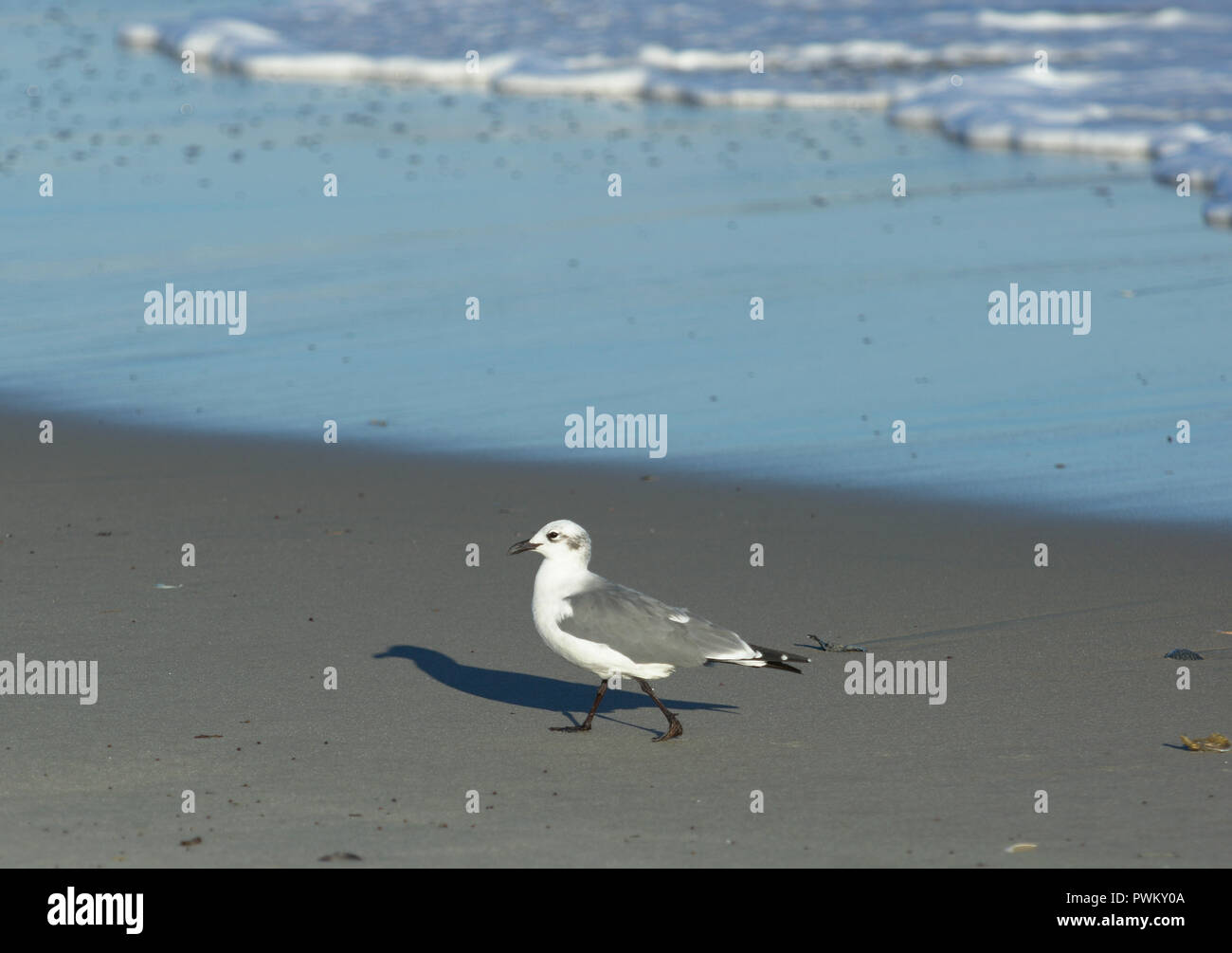 Single seagull walking on beach shore casting shadow Stock Photo - Alamy