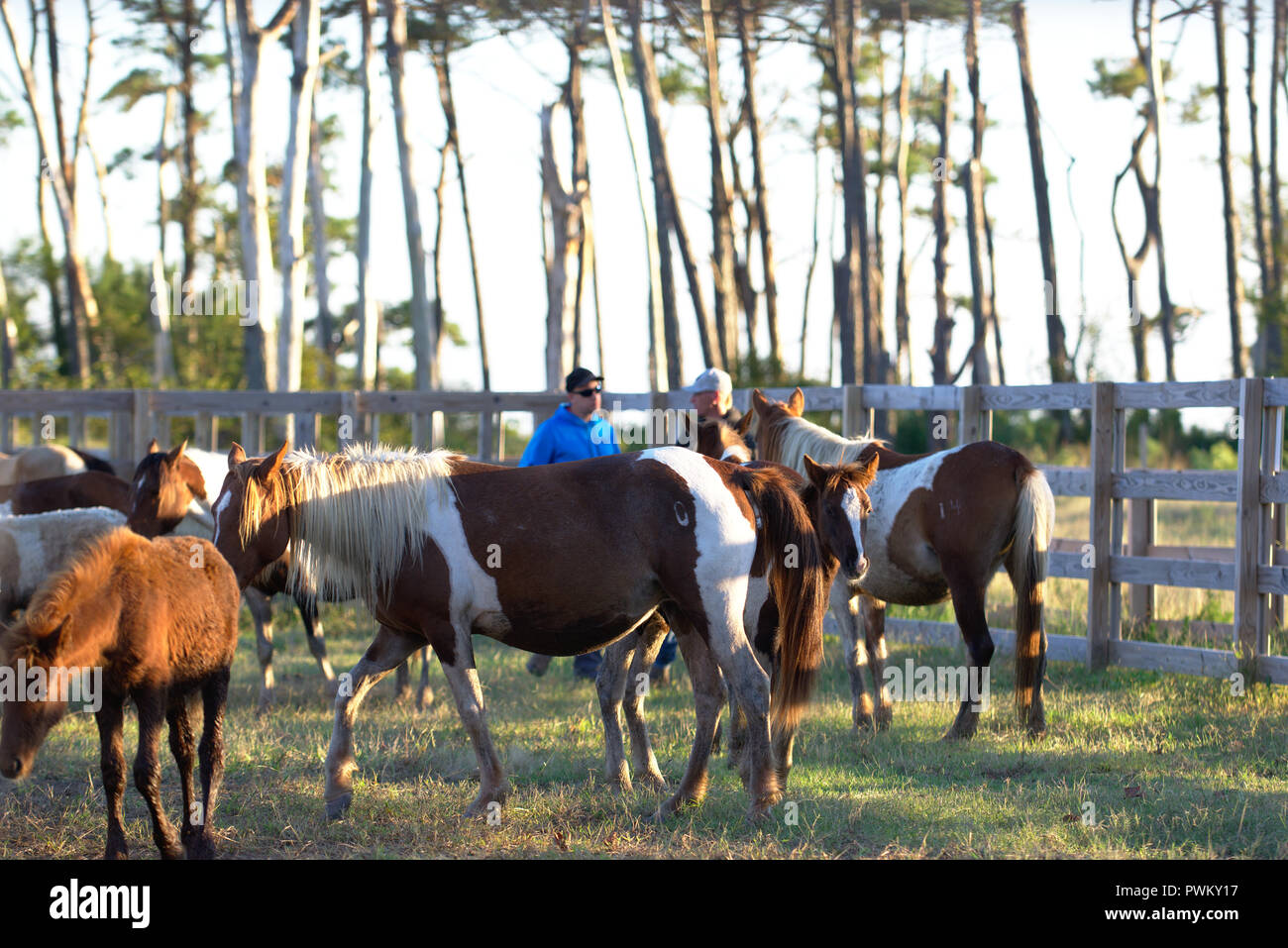 Assateague Wild Horses temperately corralled Stock Photo - Alamy