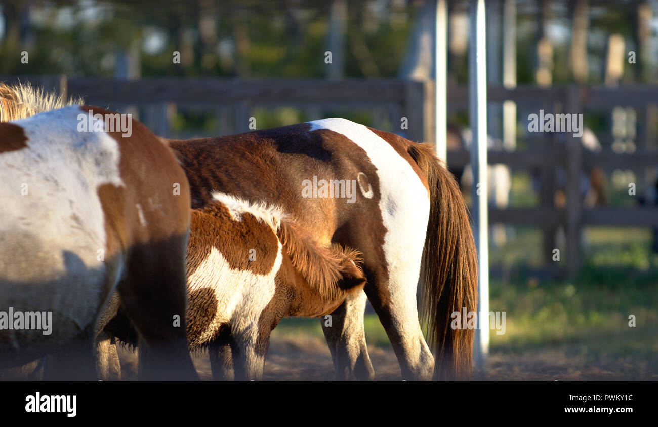 Assateague Wild Horses temperately corralled you colt nurses mother ...