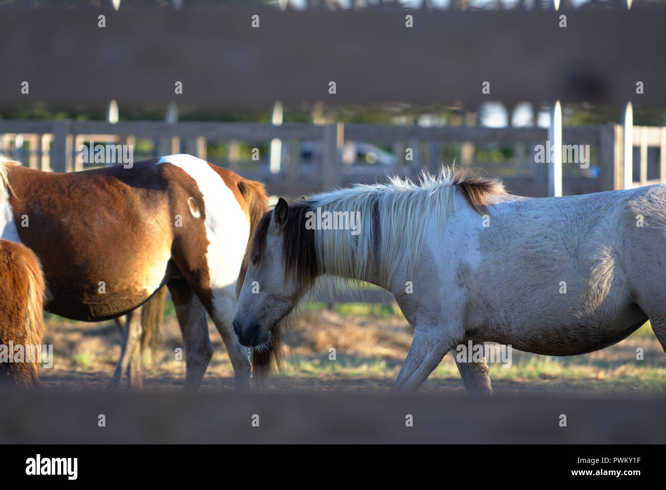 Assateague Wild Horses temperately corralled Stock Photo - Alamy