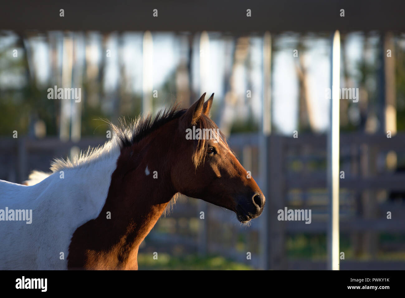 Assateague Wild Horses temperately corralled Stock Photo - Alamy