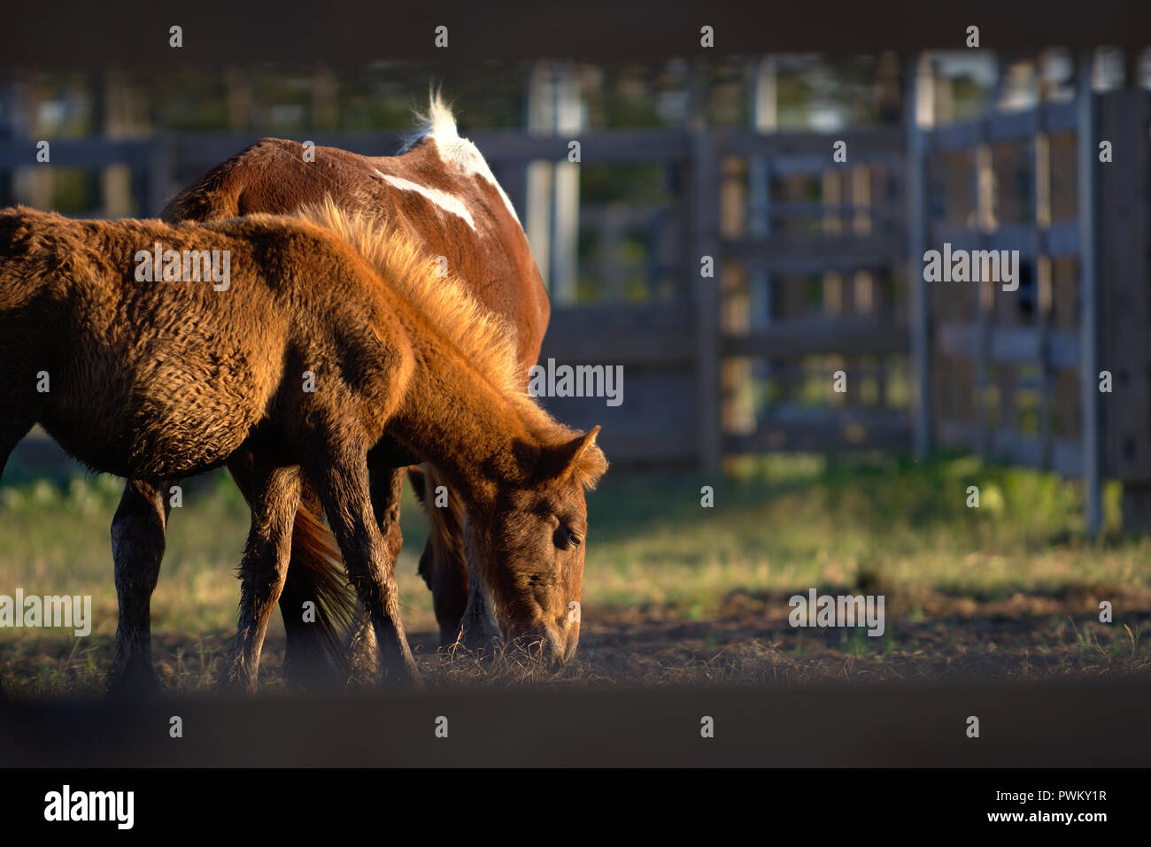 Corralled animals hi-res stock photography and images - Alamy