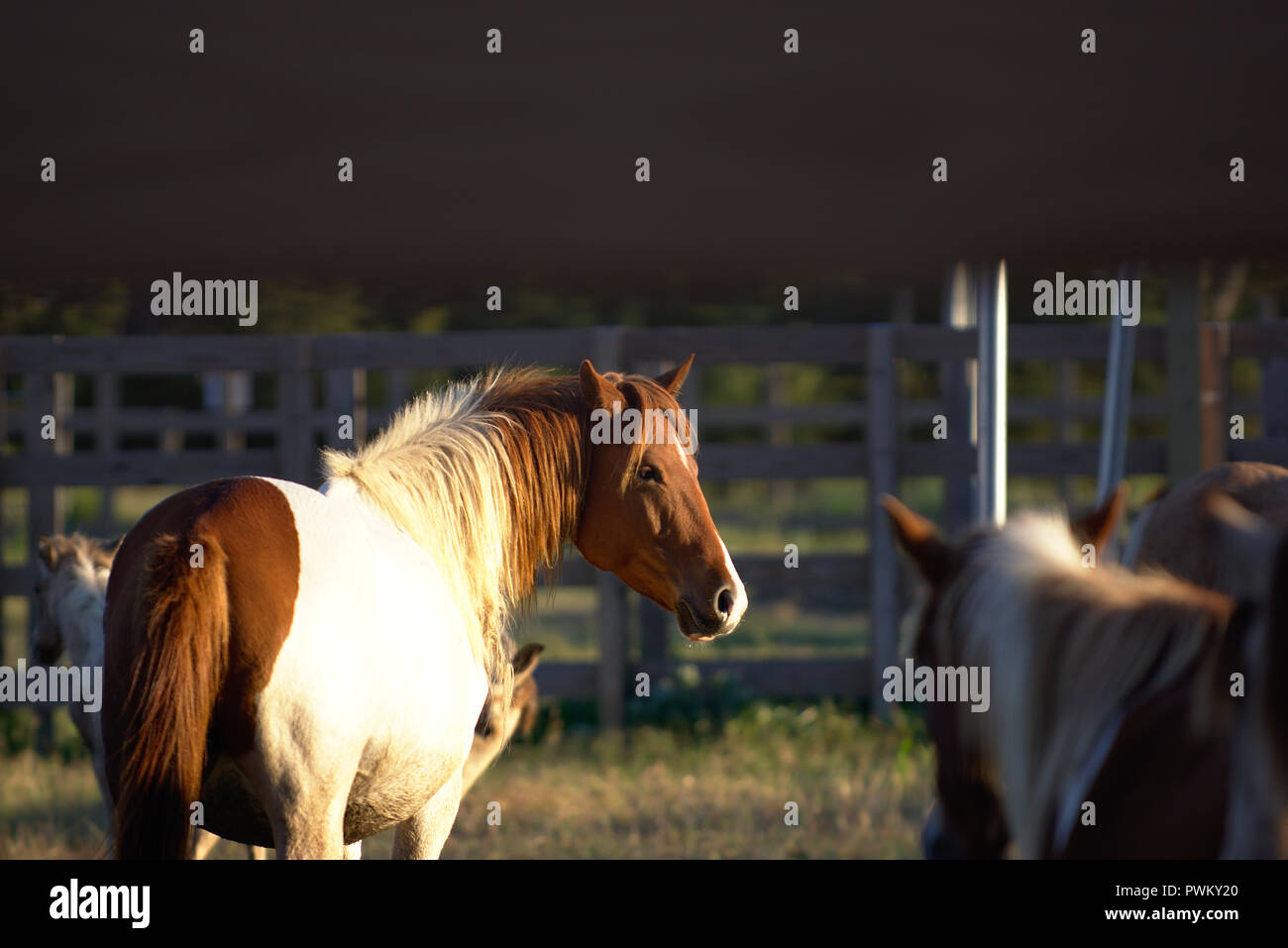 Corralled animals hi-res stock photography and images - Alamy