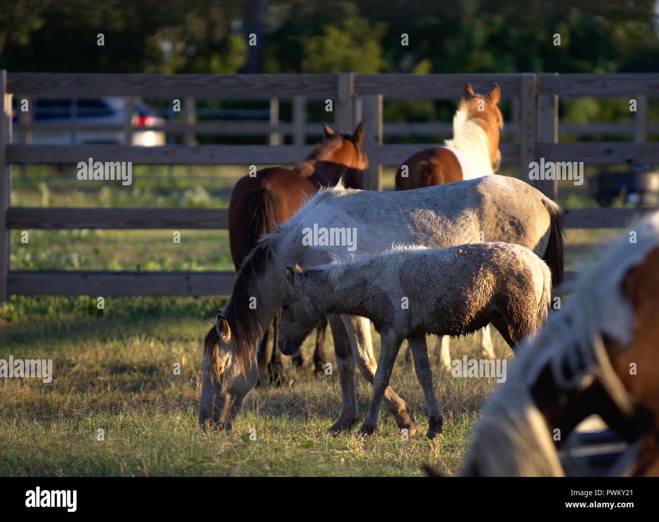 Assateague Wild Horses temperately corralled Stock Photo - Alamy